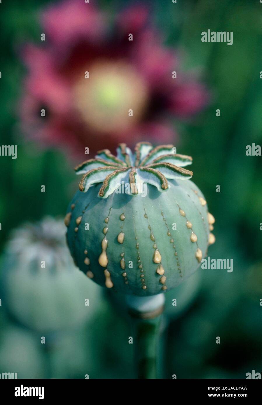 Opium poppy, Papaver somniferum, showing an unripe seed capsule with a ...