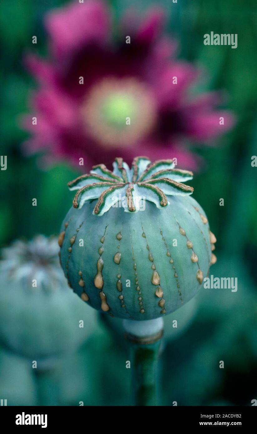 Opium poppy, Papaver somniferum, showing an unripe seed capsule with a ...