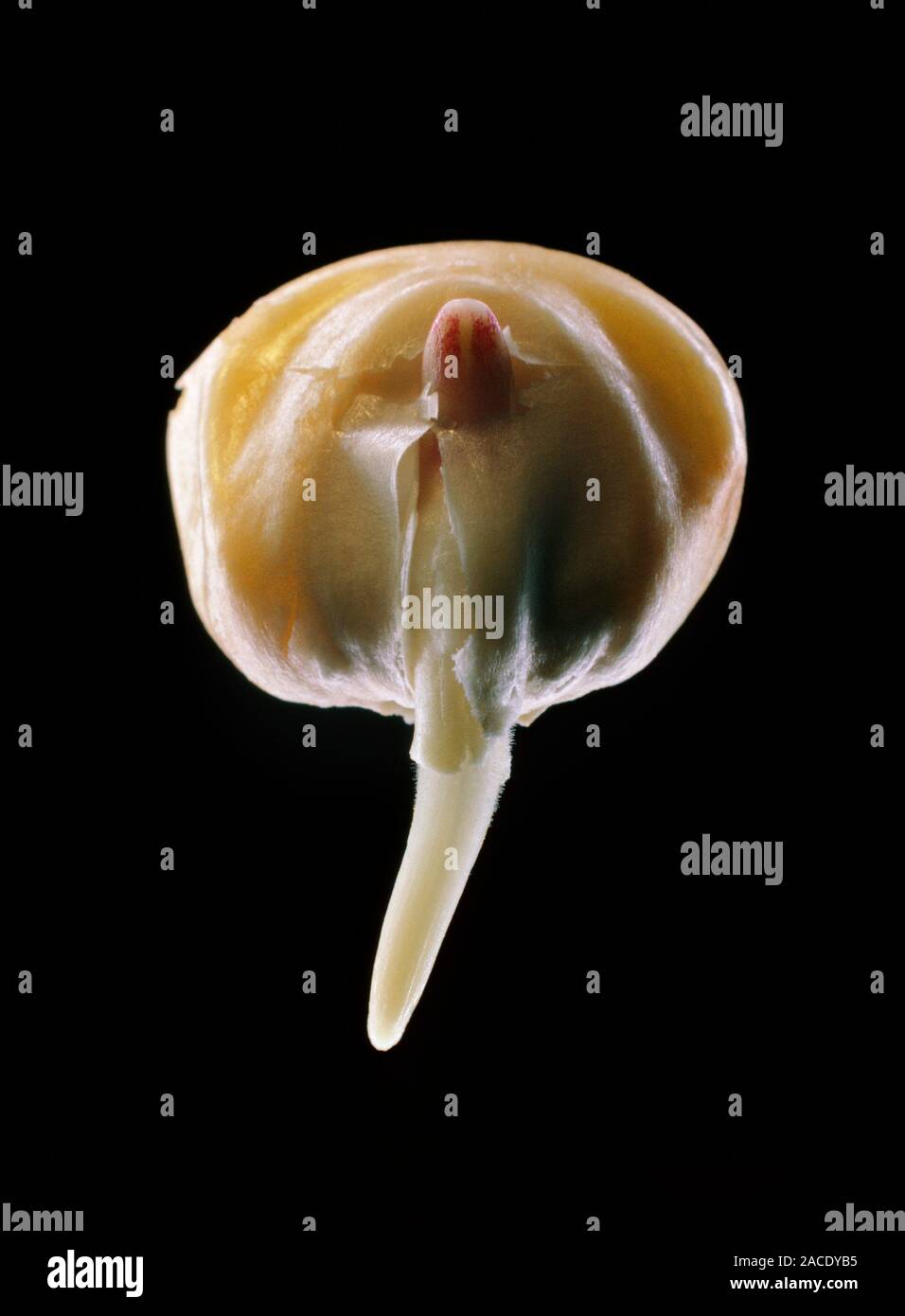 Macrophotograph of the early stages in the germination of a maize seed ...