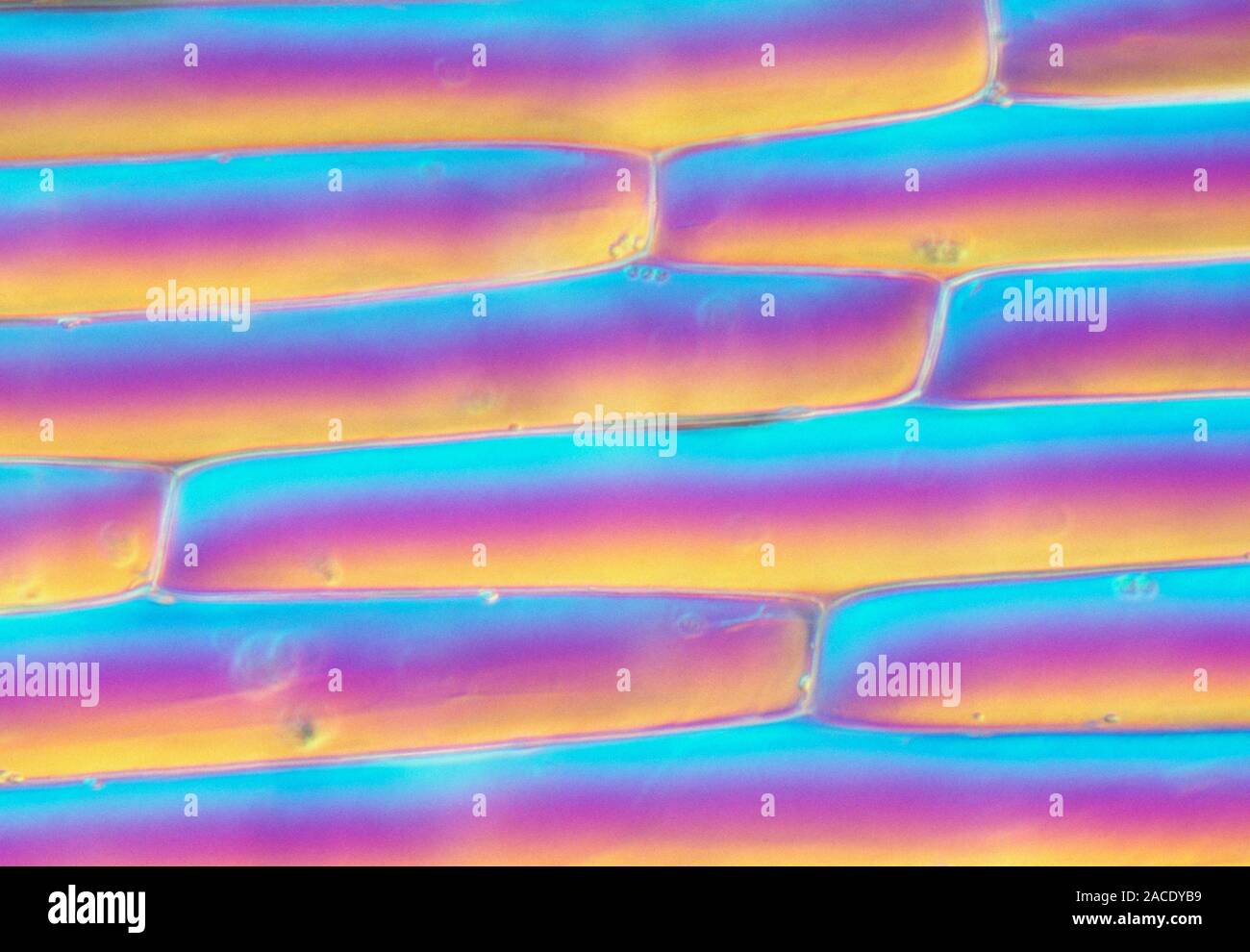 Light micrograph of a monolayer of cells in the coleoptile of a barley ...