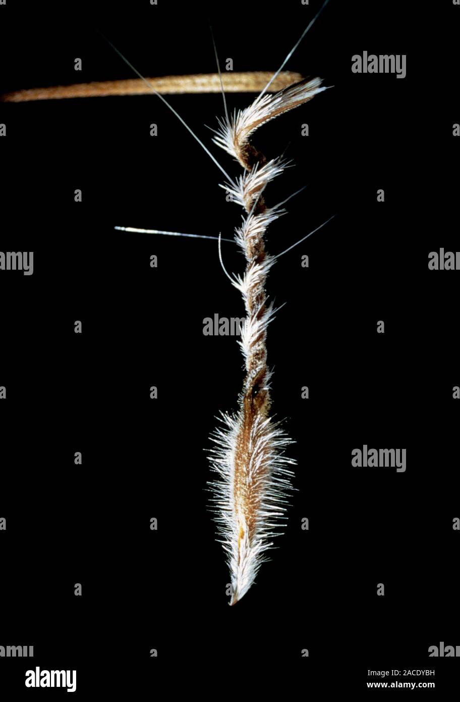 Photograph of a mericarp (seed-bearing structure), part of the fruit of ...