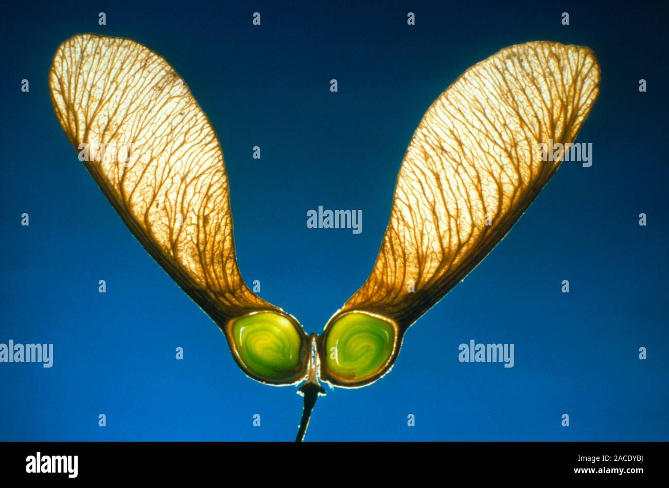 Photograph of the winged fruit of the maple tree, Acer pseudo platanus ...