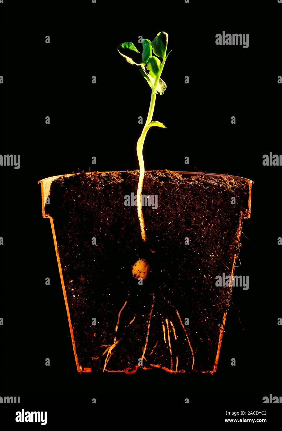 Seedling of the pea Pisum sativum, with half of the pot removed to show ...