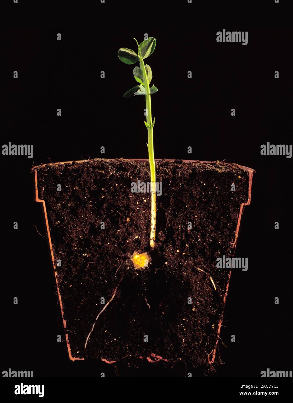 Seedling of the pea Pisum sativum, with half of the pot removed to show ...