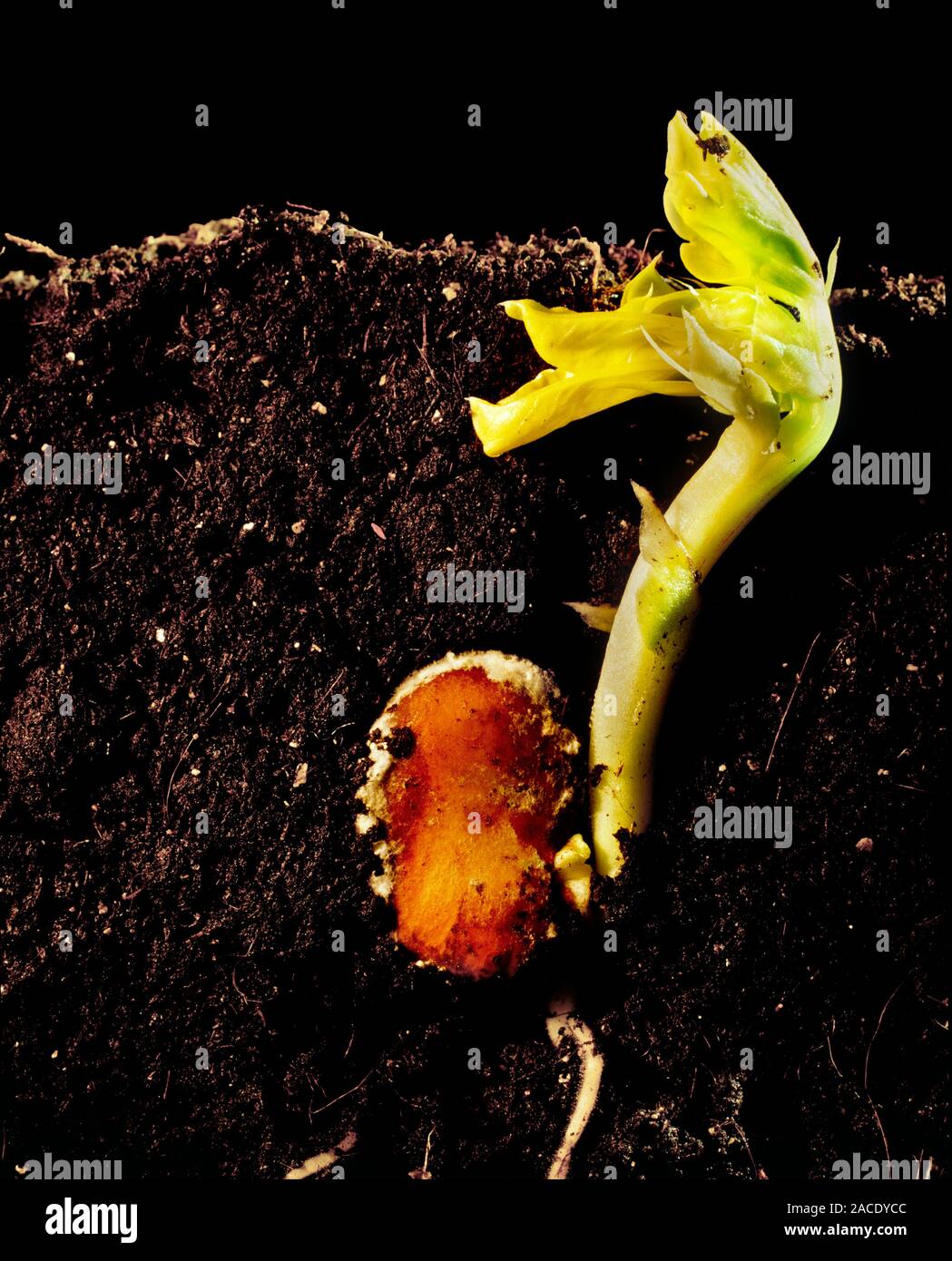 Germination of a broad bean seed Vicia faba with half of the pot ...