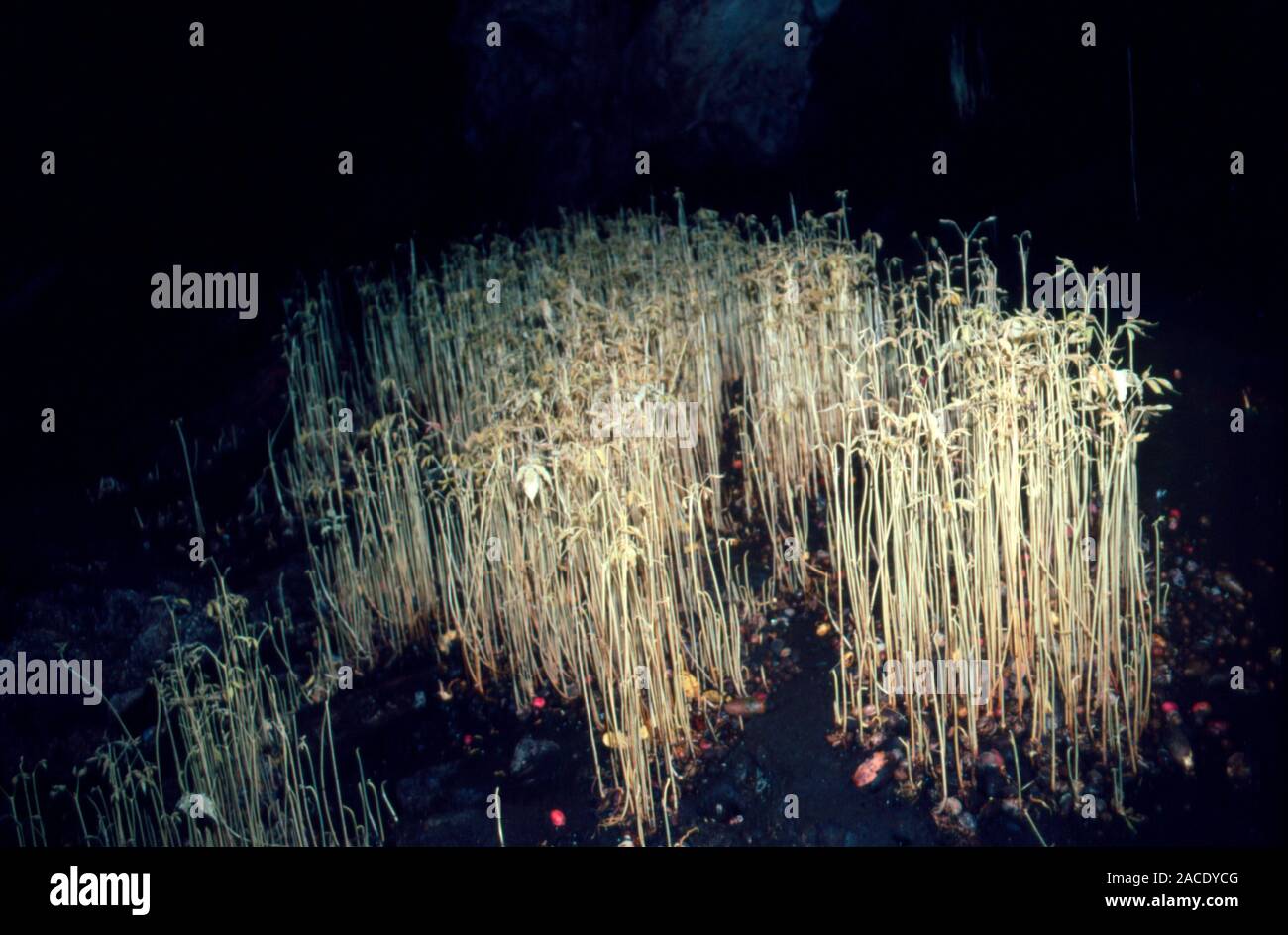 Unidentified fruit seedlings germinating in the guano (dried excrement ...