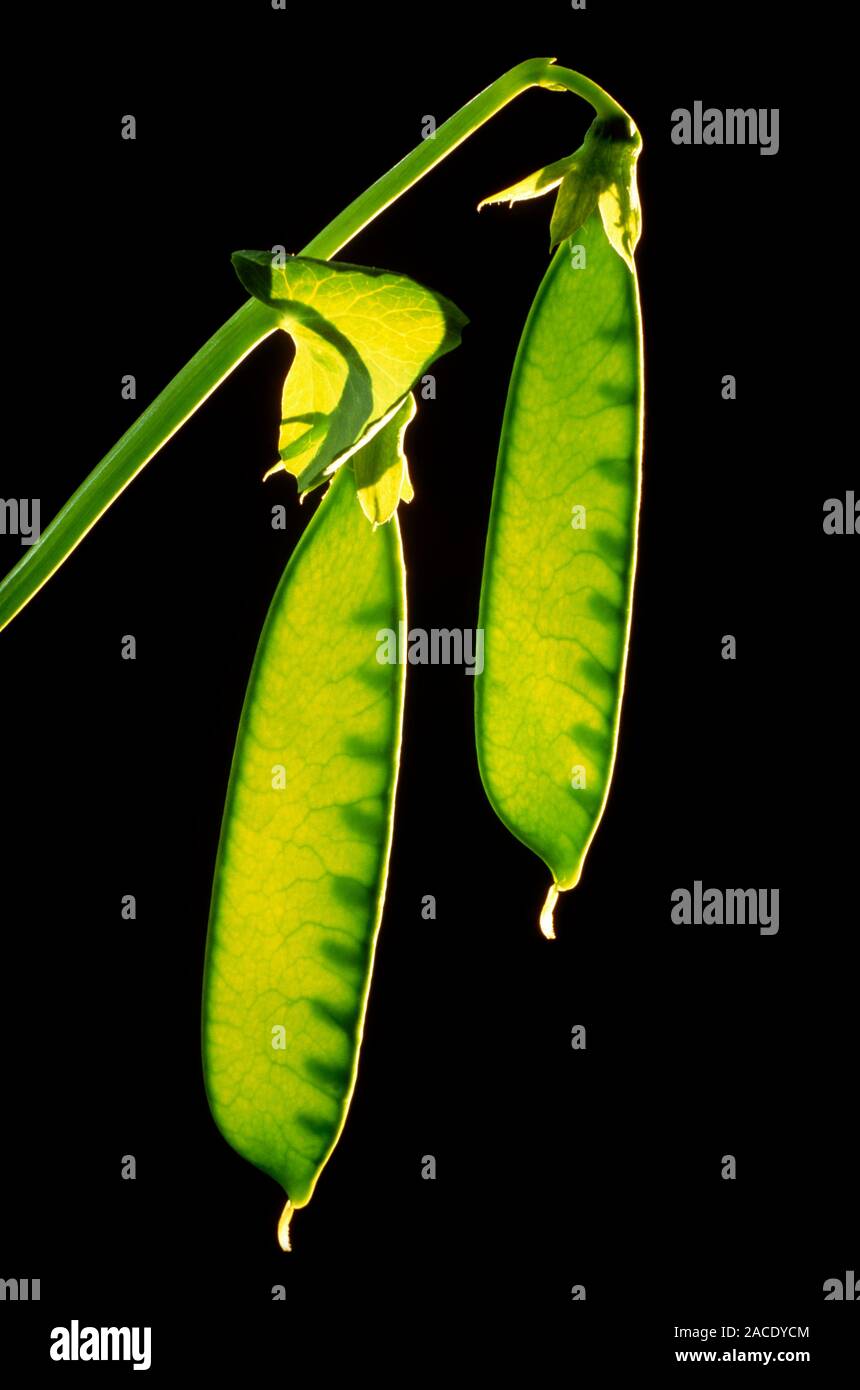 Macrophotograph of two developing seed pods of the garden pea, Pisum ...
