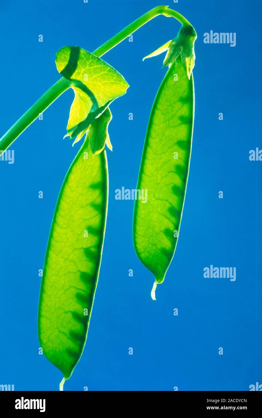 Macrophotograph of two developing seed pods of the garden pea, Pisum ...