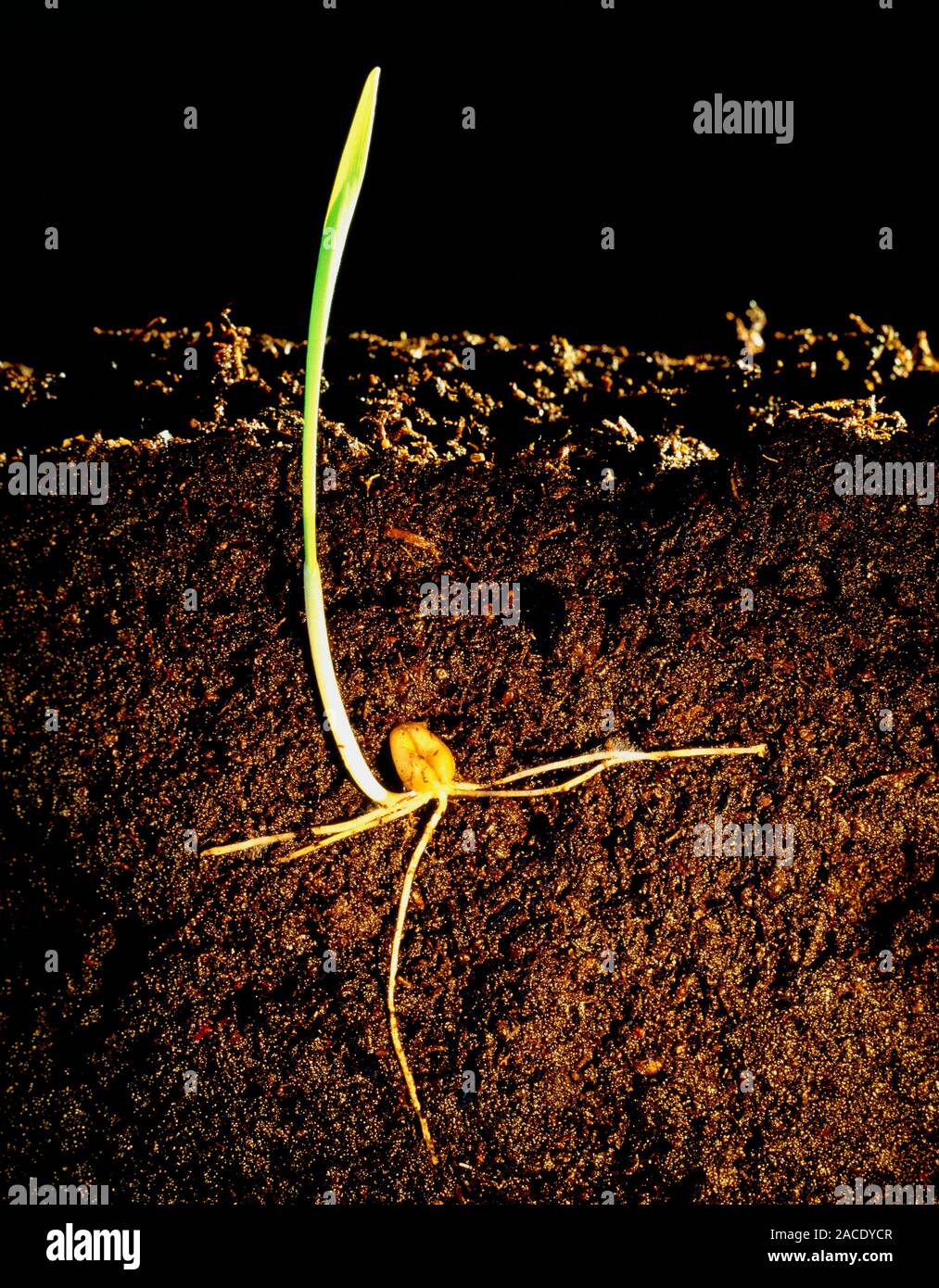 Image Wheat Seed Germination Seed Germination On Petri Dishes Of Wheat