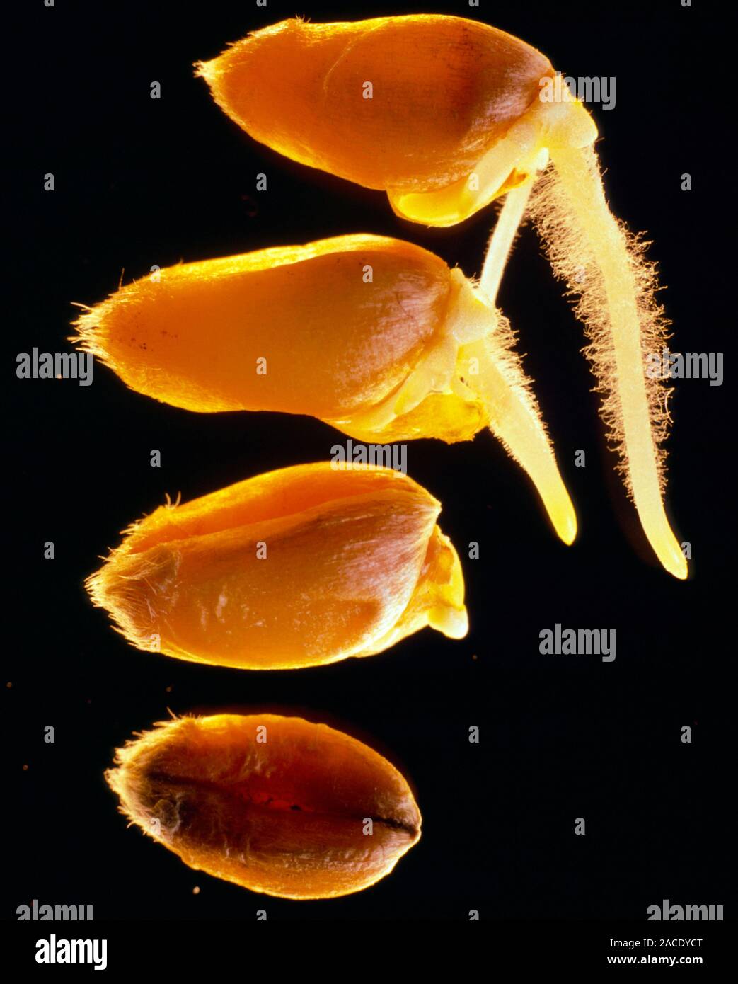 Germinating wheat seedlings at different stages of development. The ...