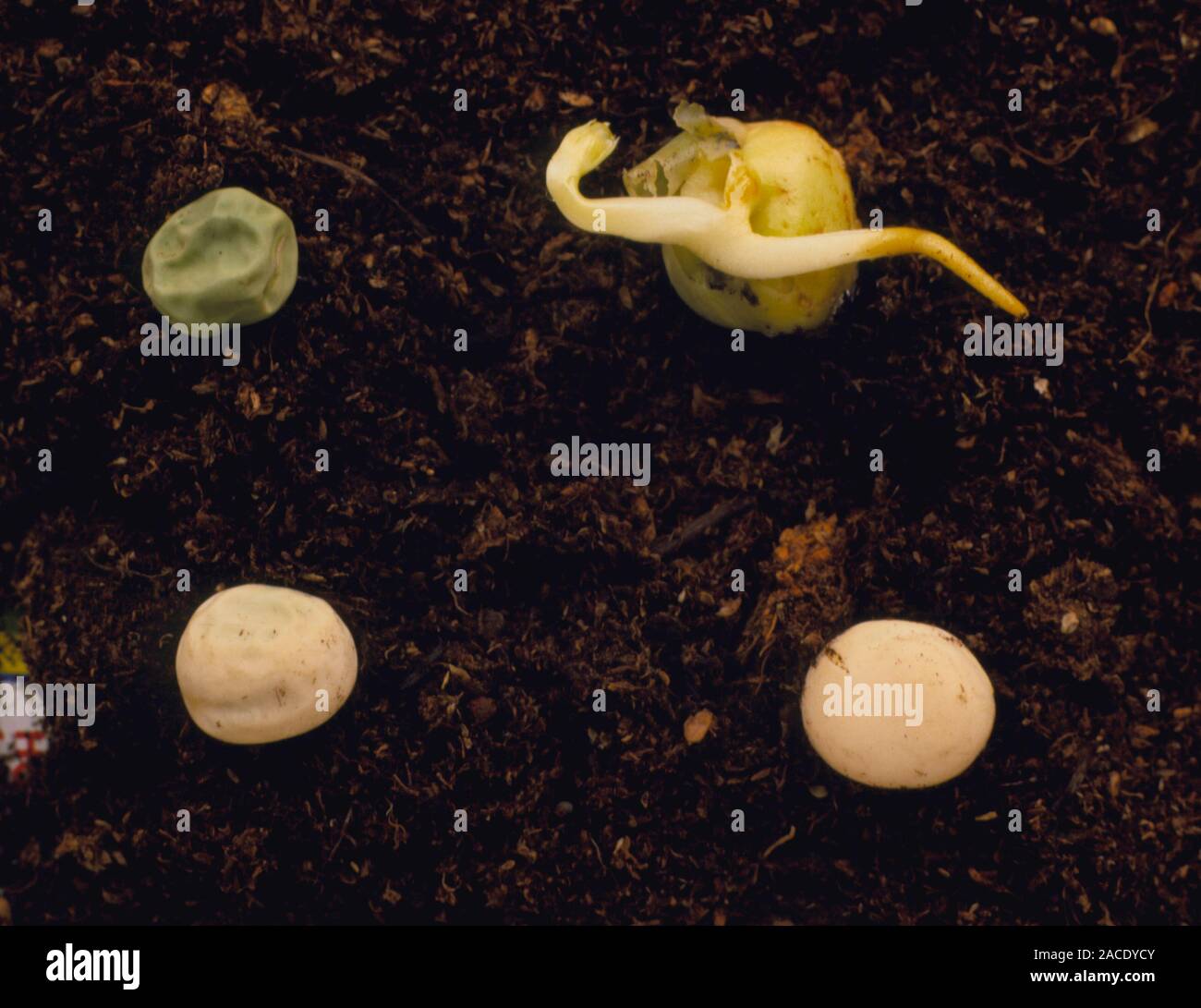 Four seeds of the pea plant Pisum sativum showing different stages of ...