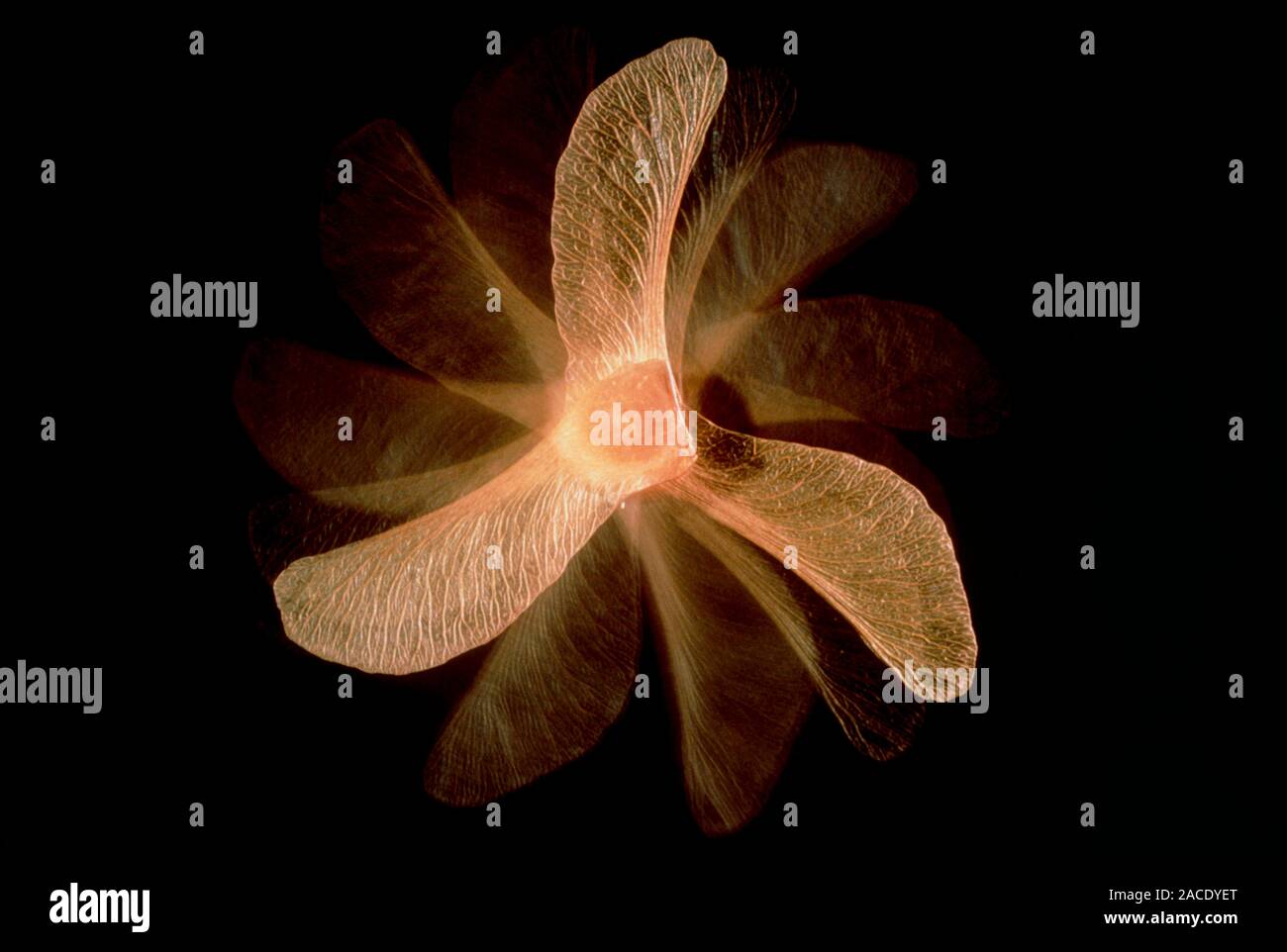 High-speed photograph of a falling samara or key, the winged fruit of a ...