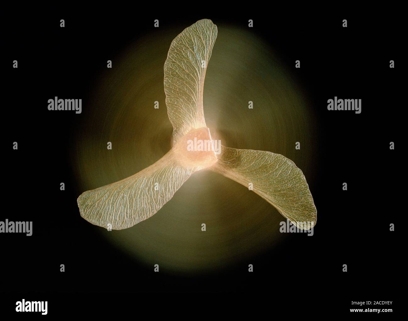 High-speed photograph of a falling samara or key, the winged fruit of a ...
