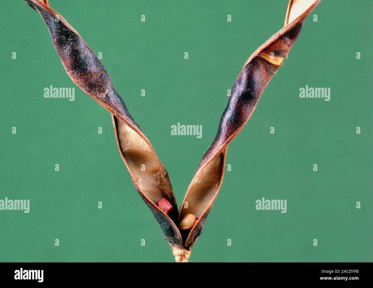 Dry, twisted seed pod of the Spanish broom, Spartium junceum, a member ...