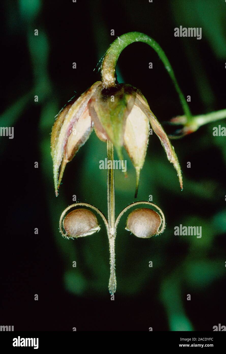 The seed head of a species of crane's-bill, Geranium robertianum, a ...