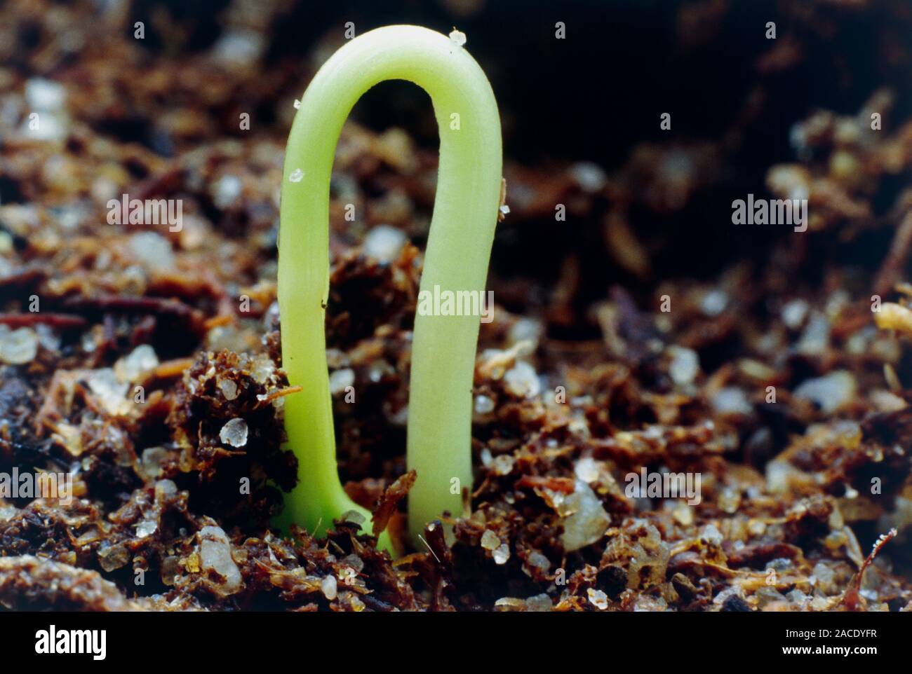 Macrophotograph of a virginia creeper seedling, showing the young shoot ...