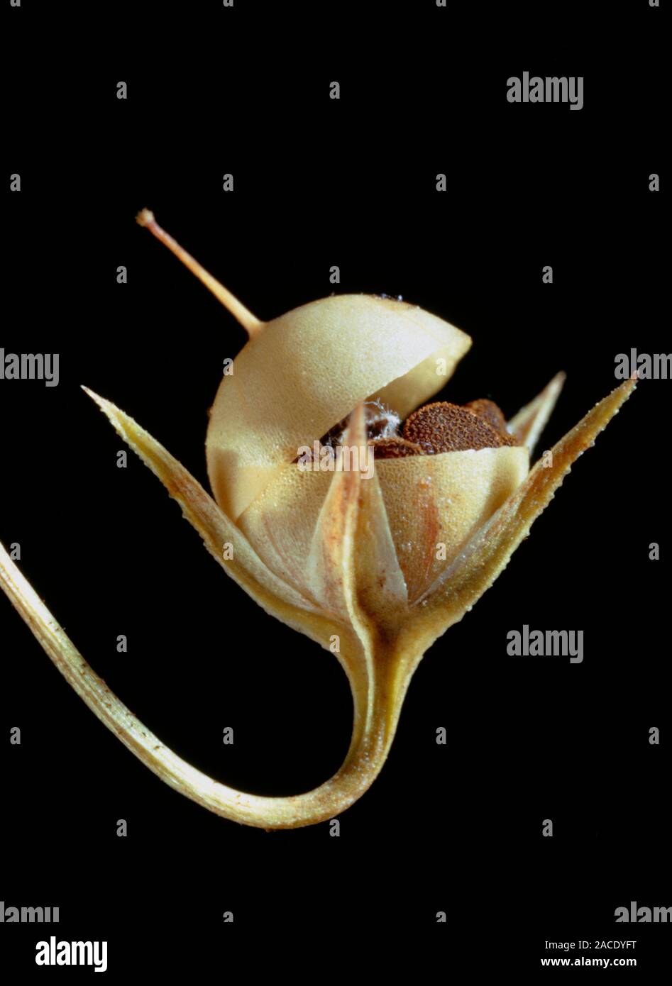 Macrophotograph of a ripe seed capsule of the scarlet pimpernel plant ...