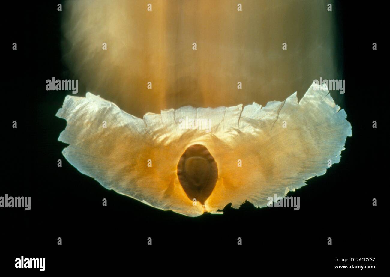 The giant winged seed (samara) of Alsomitra macrocarpa, a member of the ...