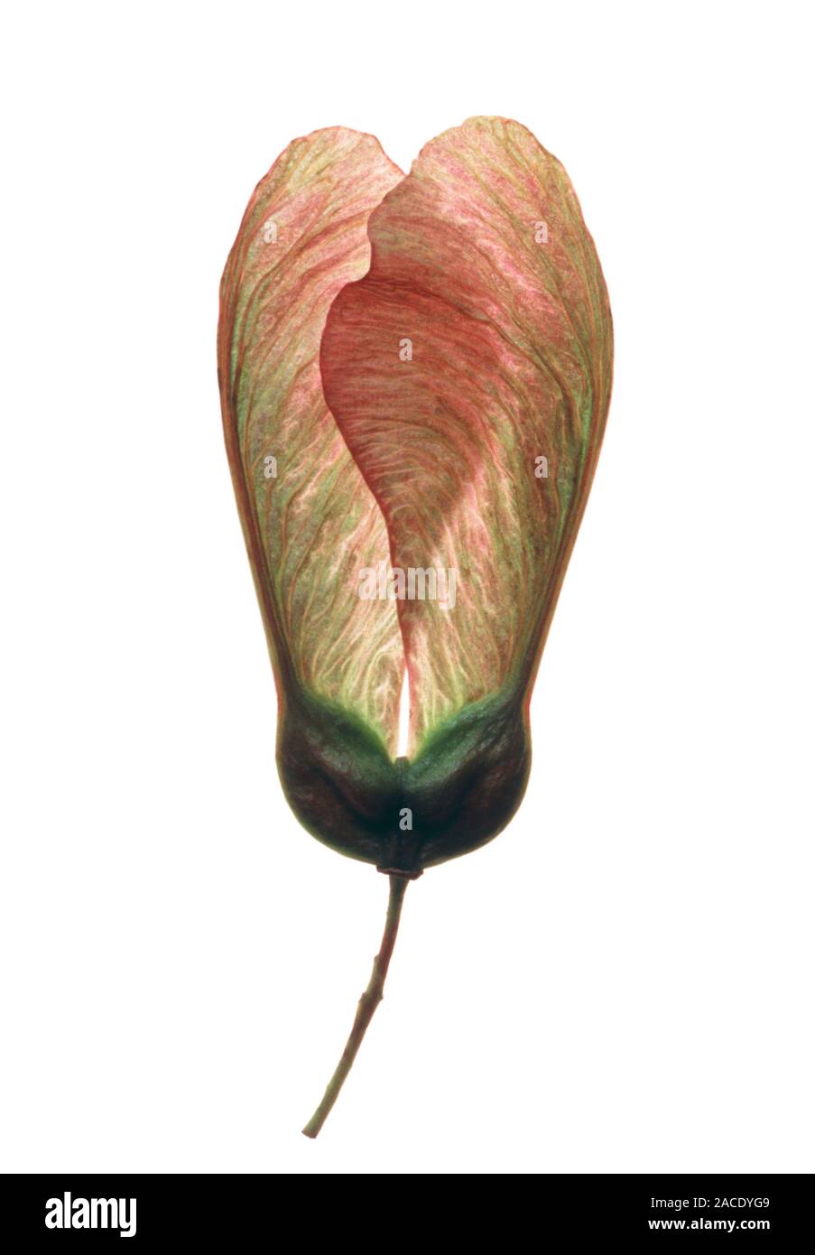 The winged fruit of a maple tree, Acer sp. The fruit is composed of two ...