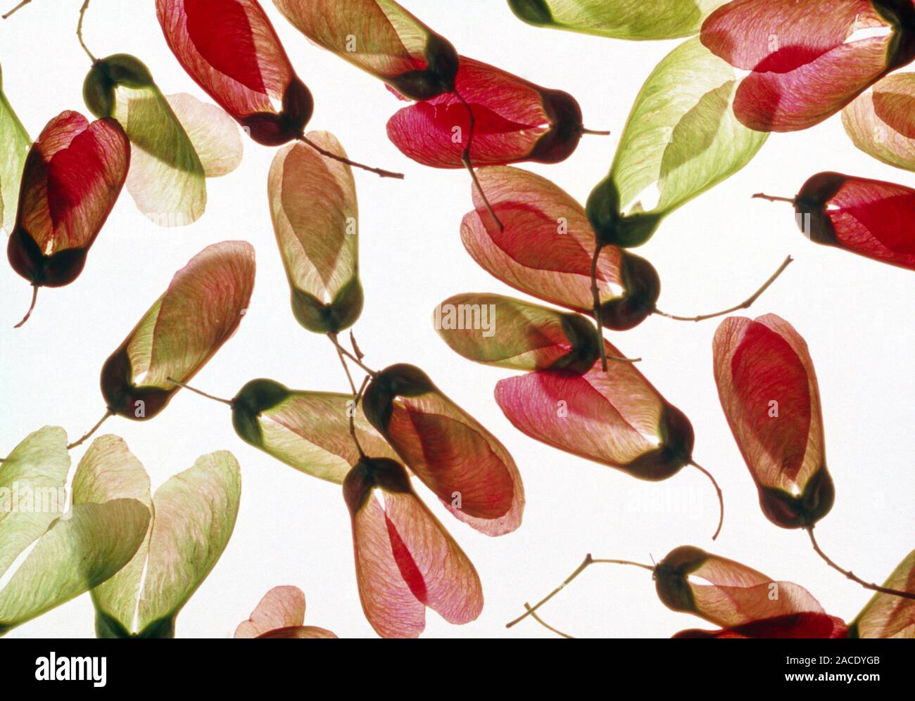 The winged fruit of a maple tree, Acer sp. The fruit is composed of two ...