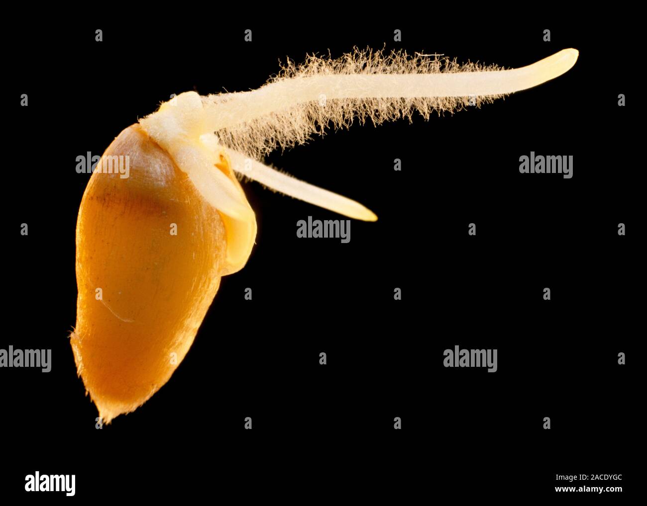 Germinating wheat seedling. The embryonic root or radicle is well ...