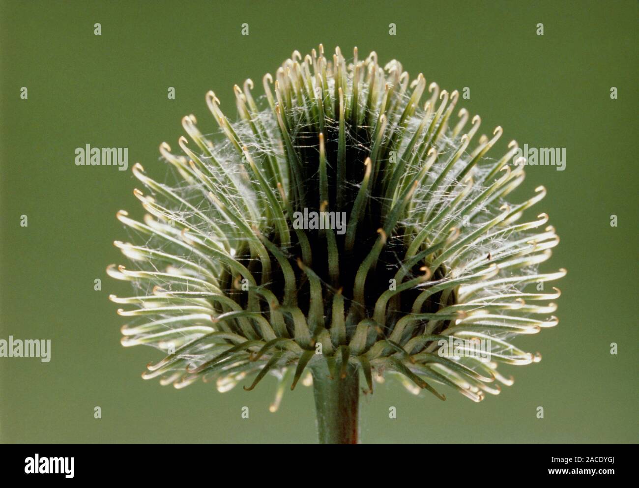Close-up of the fruit of a thistle, Lappa major composae. The fruit is ...