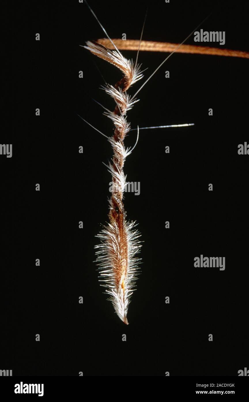 Macrophotograph of a seed of a plant which belongs to the family known ...