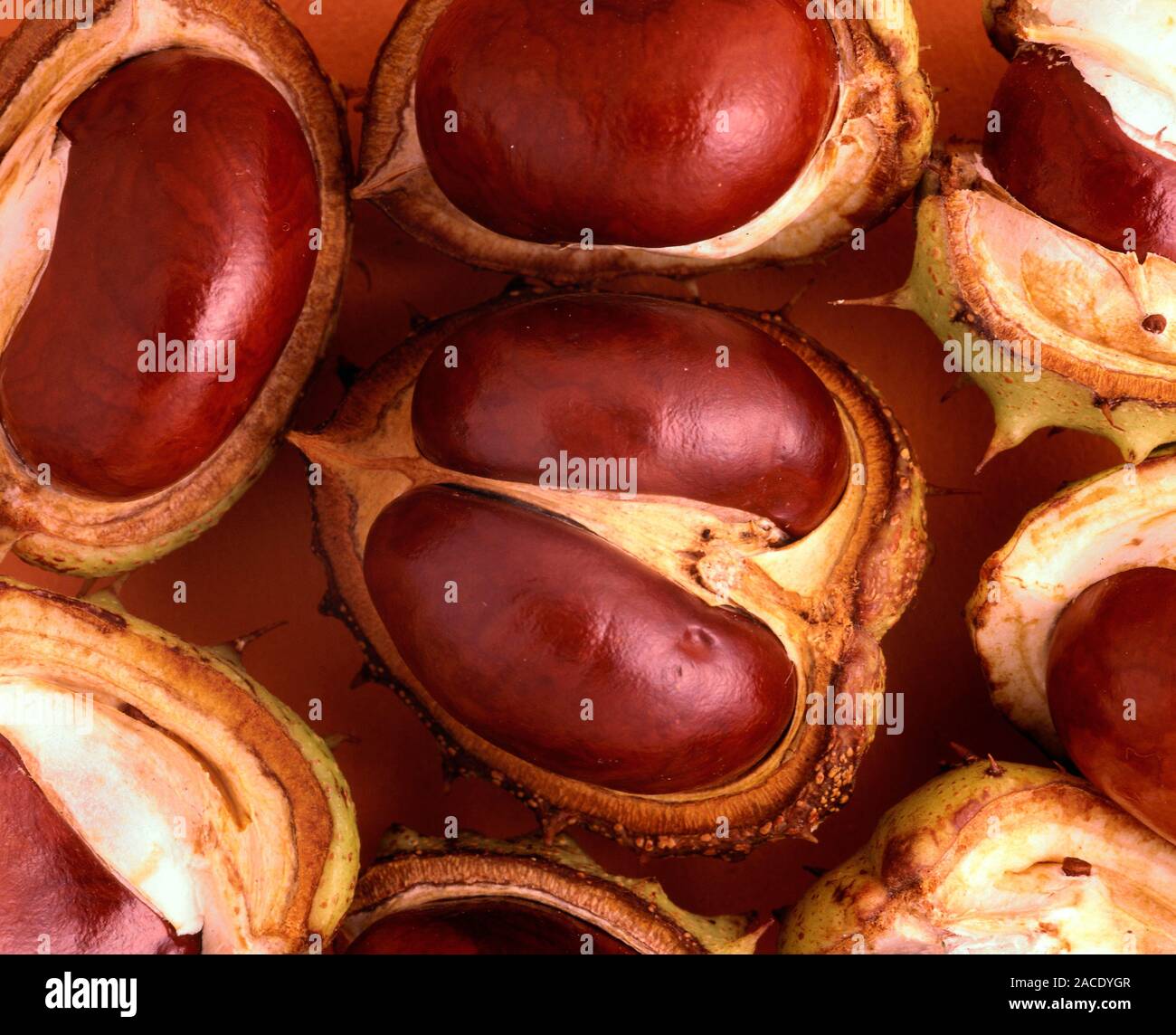 Common Horse Chestnut. Close up view of the nuts of the Common Horse ...