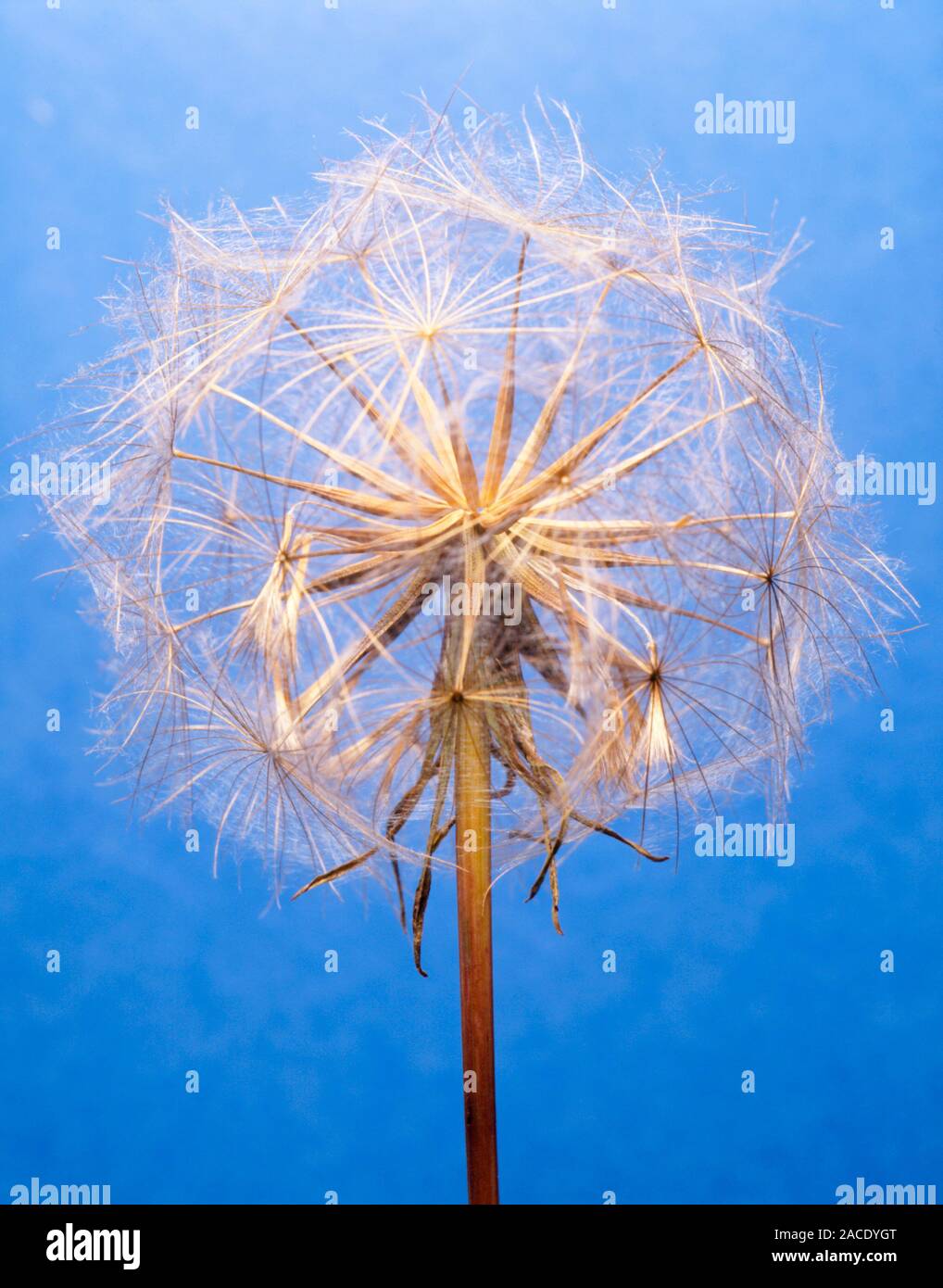 Wind-blown seeds. Close-up view of the seed head of a Hawkweed ...