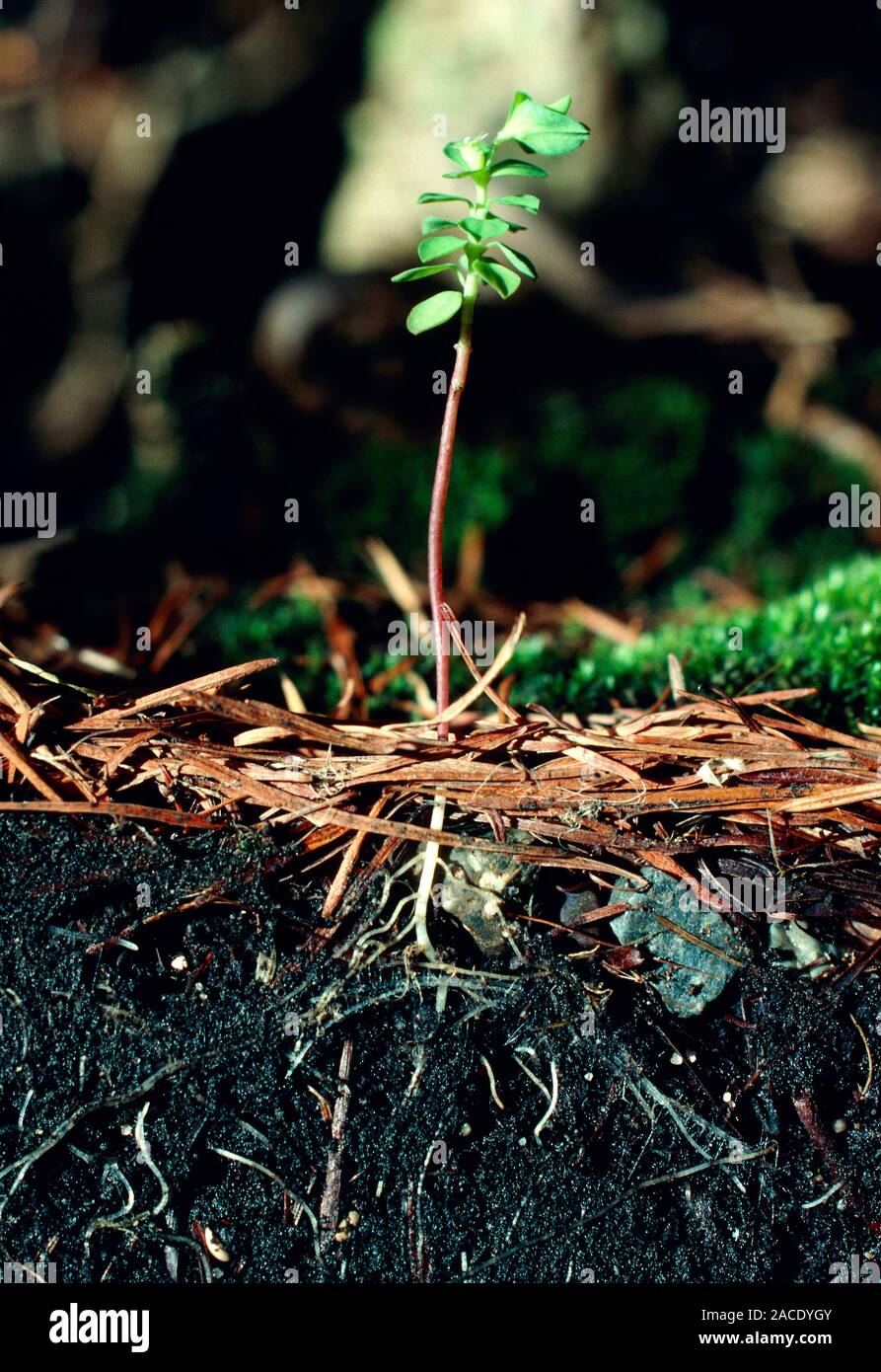 Garden weed. Seedling of a petty spurge Euphorbia peplus, growing in a ...