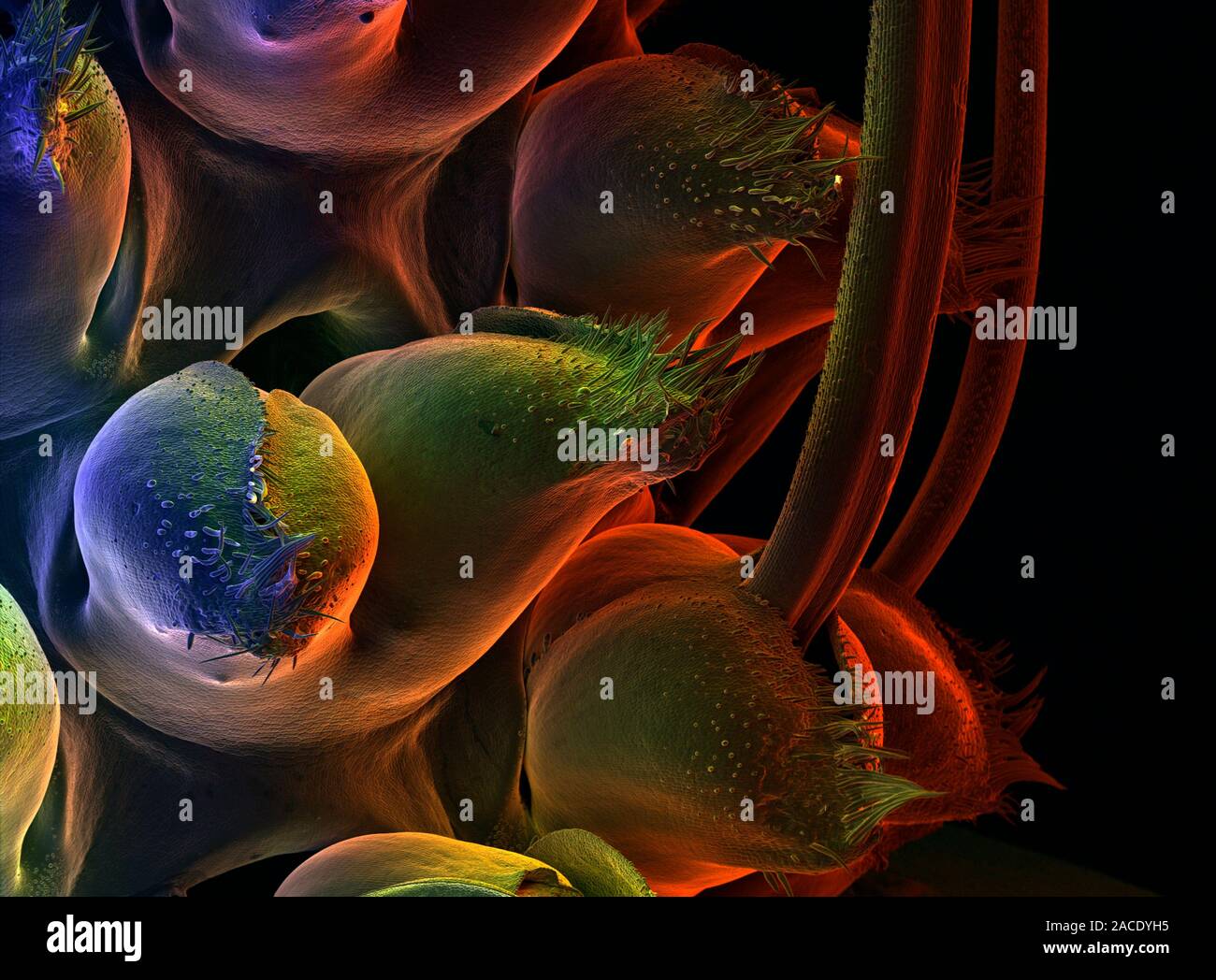 Immature maize seeds. Coloured Scanning Electron Micrograph (SEM) of ...