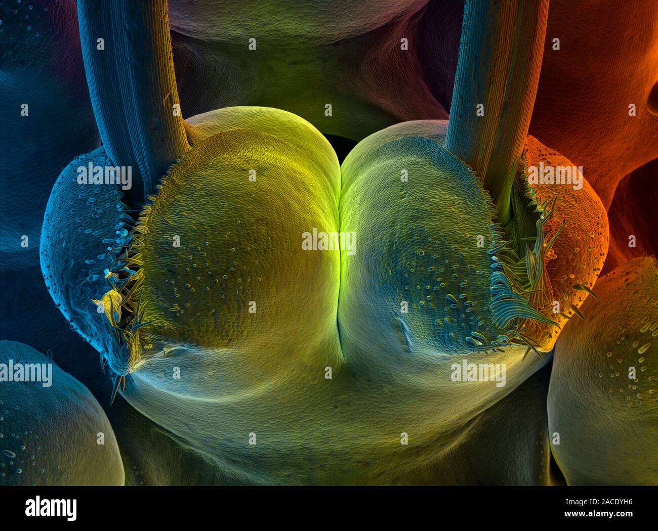 Immature maize seeds. Coloured Scanning Electron Micrograph (SEM) of ...