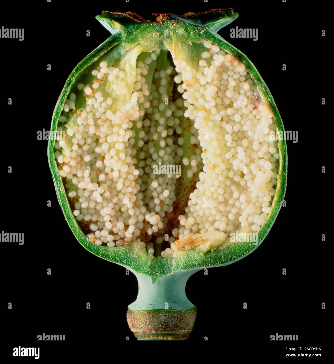 Opium poppy seed capsule. Close-up of an opium poppy (Papaver ...