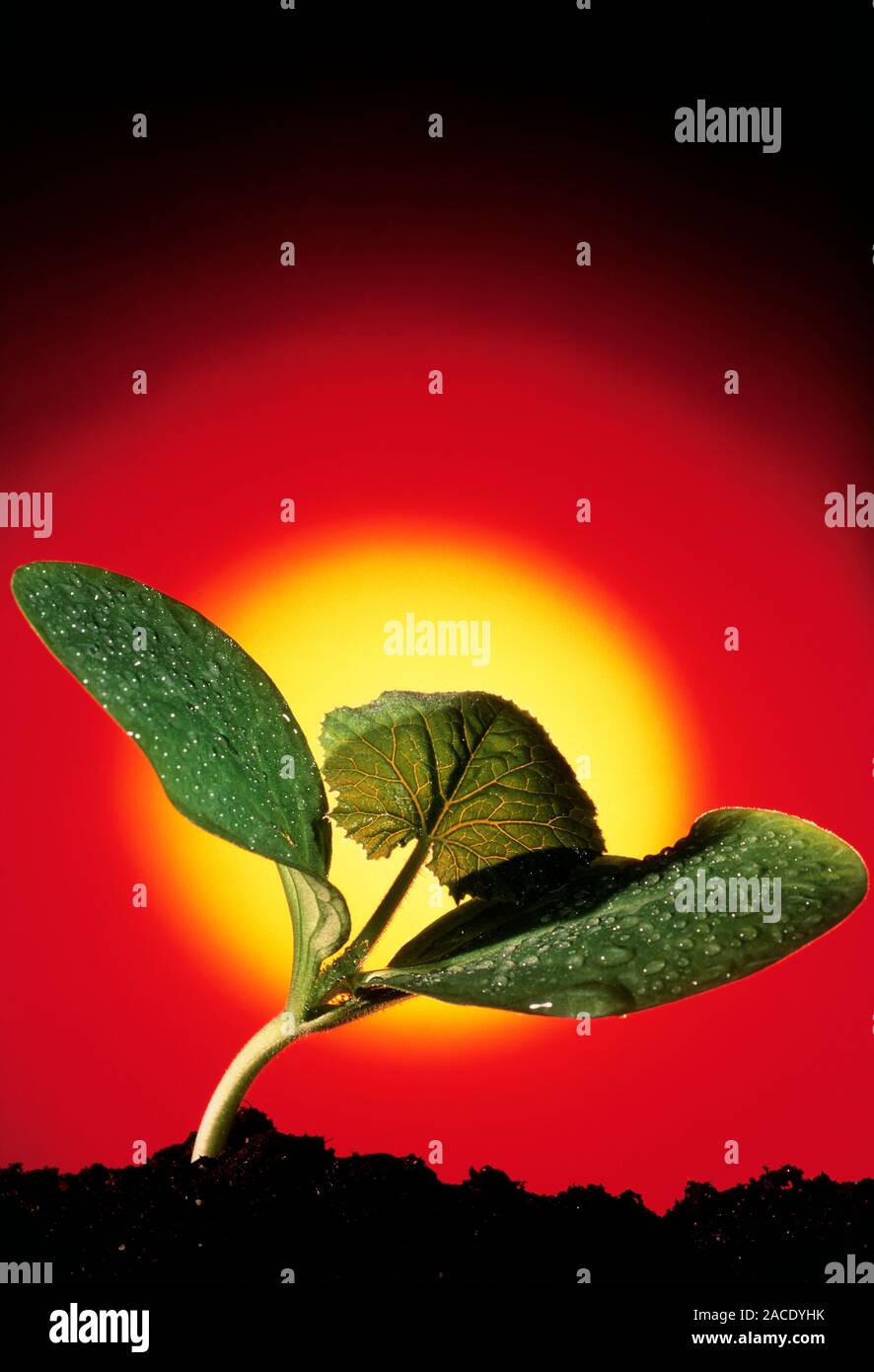 Pumpkin seedling. Macrophotograph of a pumpkin seedling, Cucurbita pepo ...