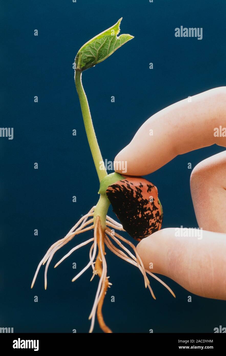Bean seedling. Hand holding a scarlet runner bean seedling, Phaseolus ...