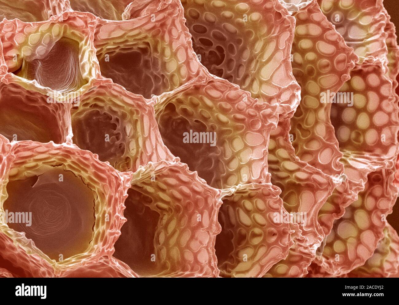Foxglove seed coat. Coloured scanning electron micrograph (SEM) of the ...
