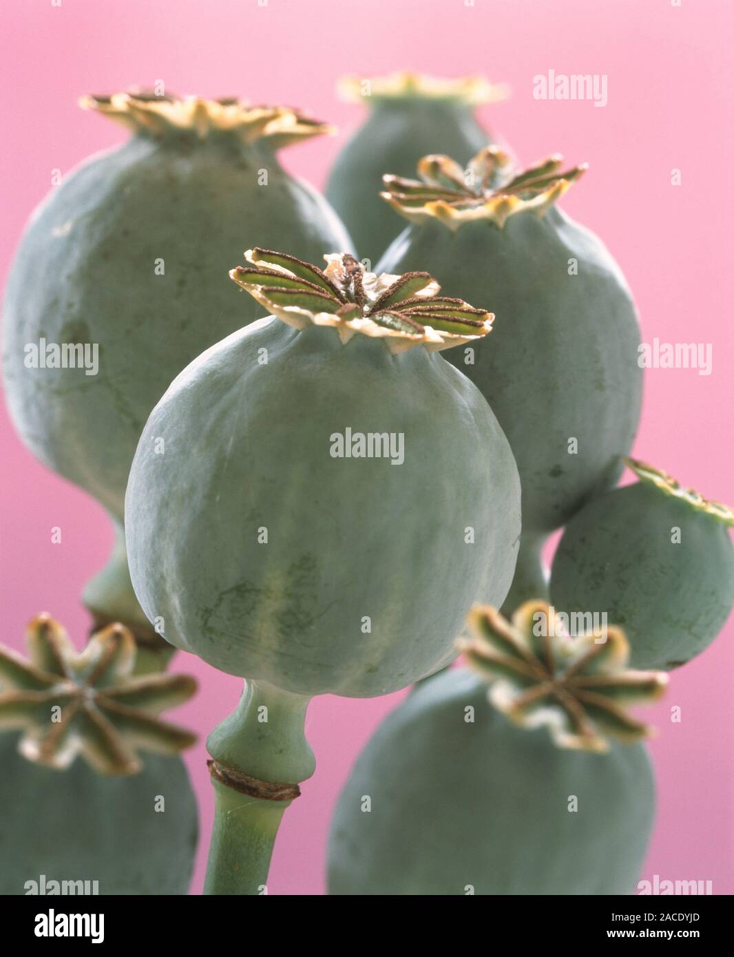 Poppy seed heads (family Papaveraceae). These capsules, formed from the ...