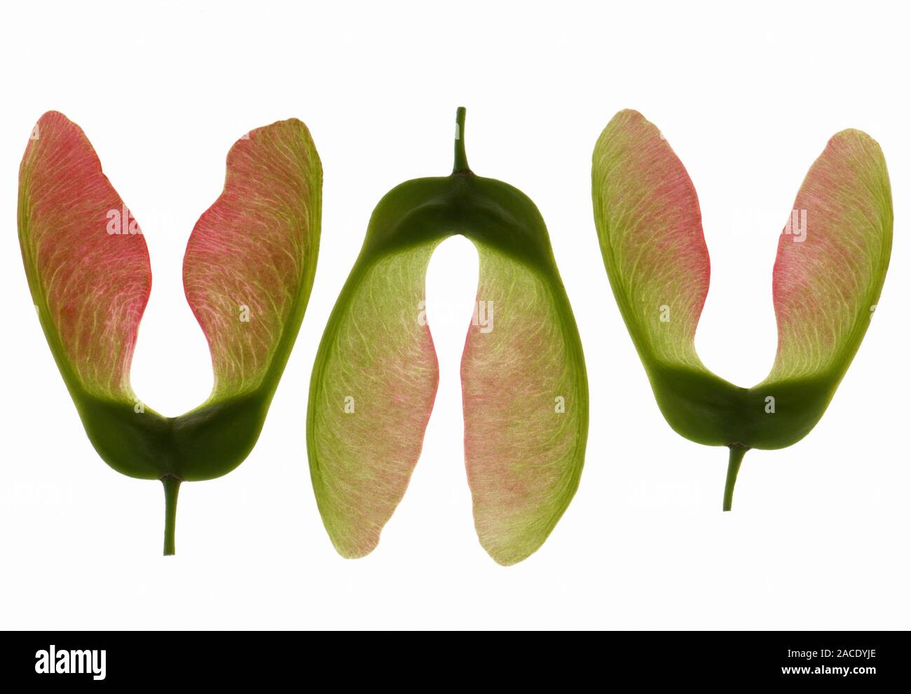 Sycamore seeds. Three winged seeds (or keys) of the sycamore tree (Acer ...