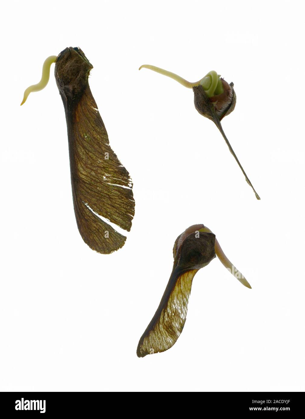 Germinating sycamore seeds (Acer pseudoplatanus). A radicle (first root ...