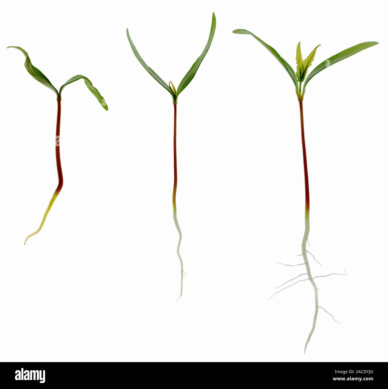 Sycamore seedlings (Acer pseudoplatanus). These three seedlings are at ...