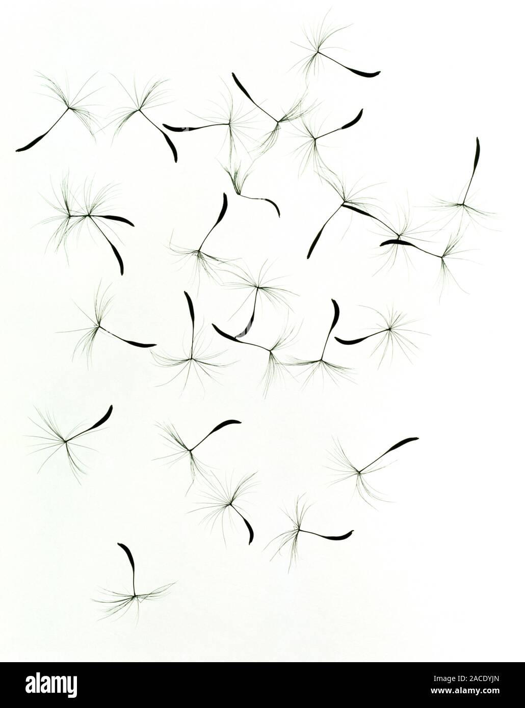 Dandelion seeds (Taraxacum sp.). Each seed is attached to a set of fine ...