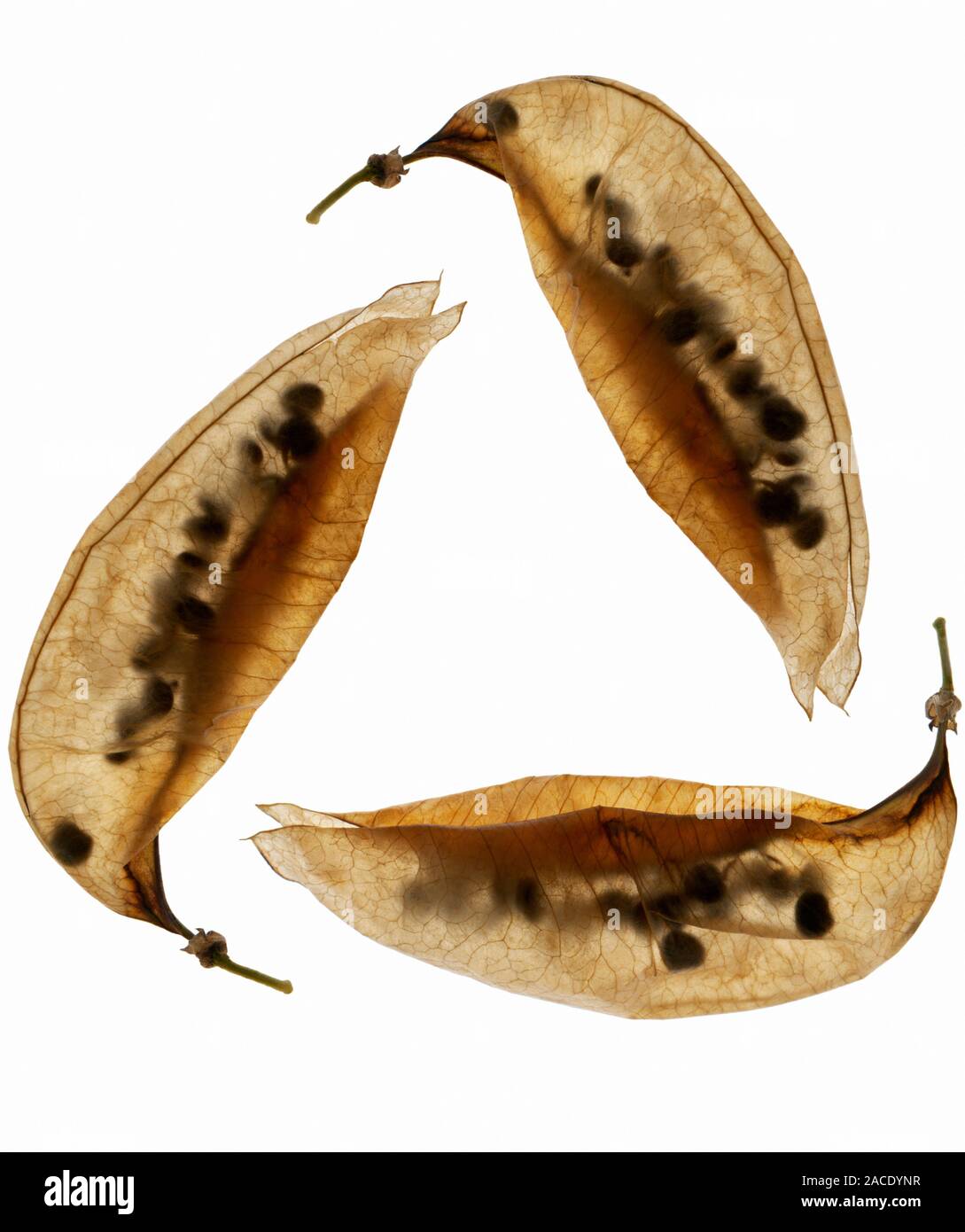 Bladder senna (Colutea arborescens) seed pods Stock Photo - Alamy