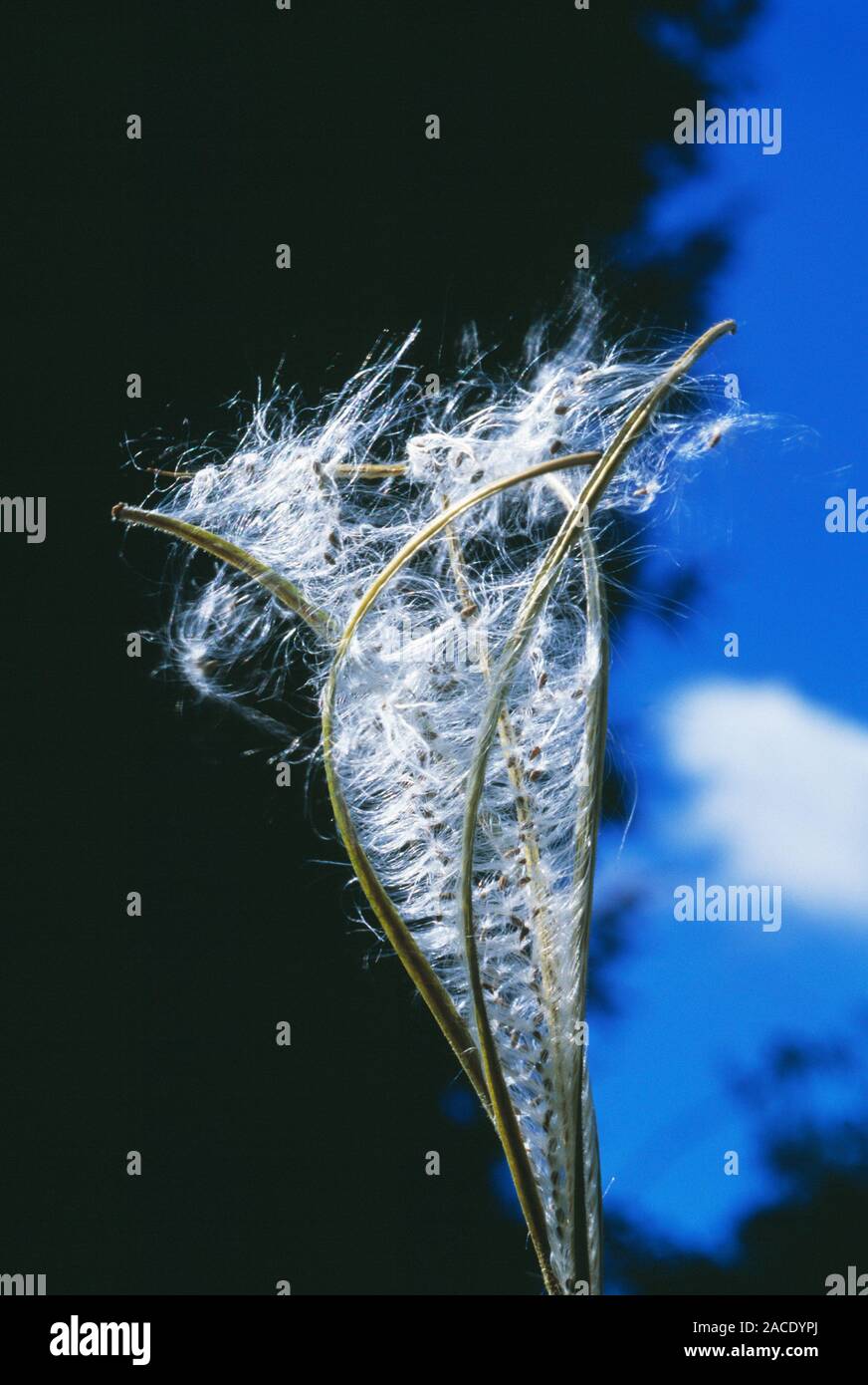 Willow-herb seed head. This wild plant (Epilobium sp.) is also known as ...