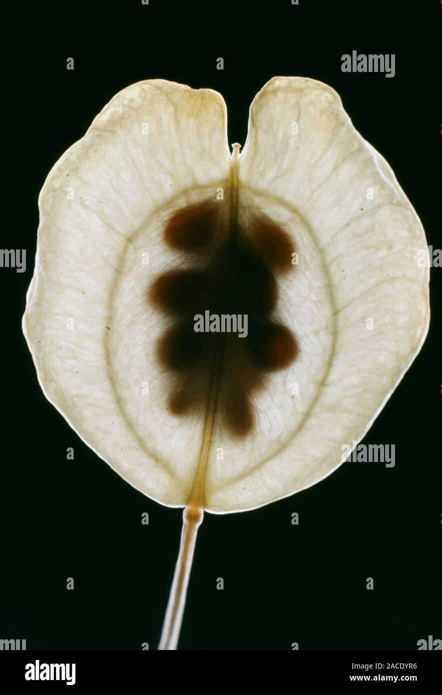 Seed pod of the field pennycress, Thlaspi arvense. The dark seeds can ...