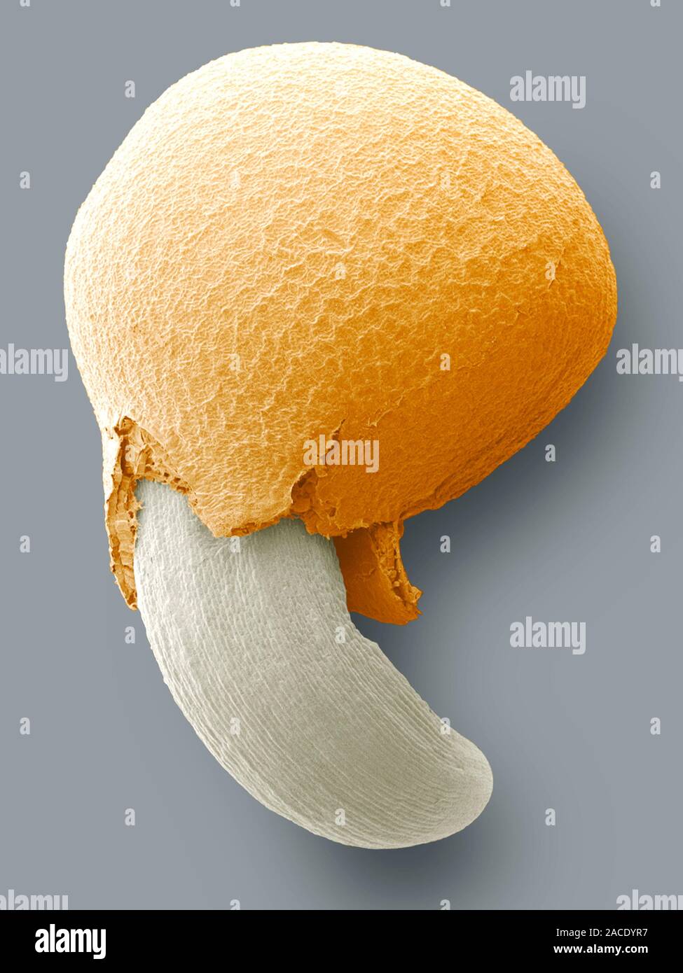 Germinating seed. Image 1 of 4. Coloured scanning electron micrograph ...