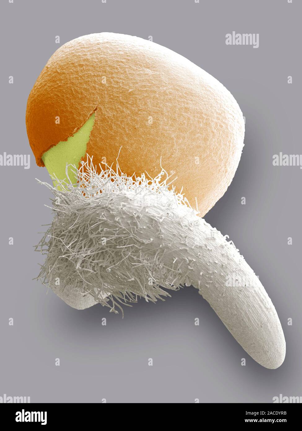 Germinating seed. Image 2 of 4. Coloured scanning electron micrograph ...