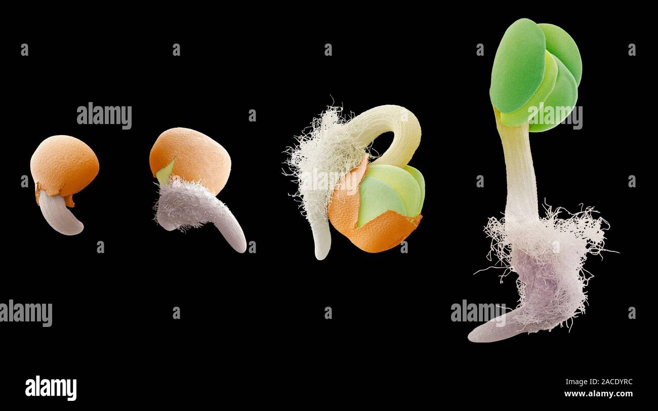 Germinating seed. Coloured scanning electron micrograph (SEM) of the ...