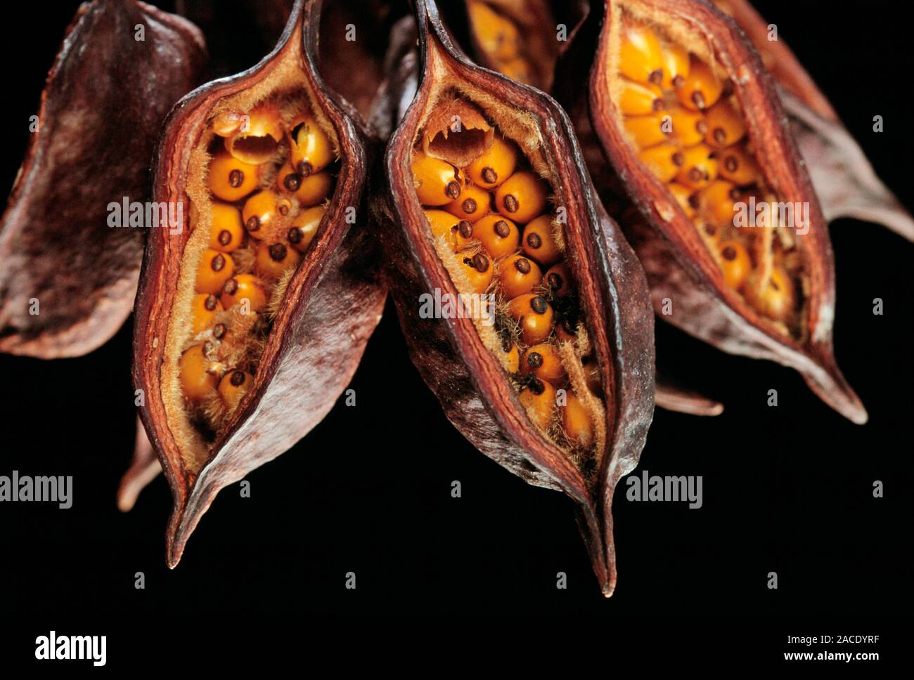 Bottle tree seed pods. Close-up of open seed pods of the bottle tree ...