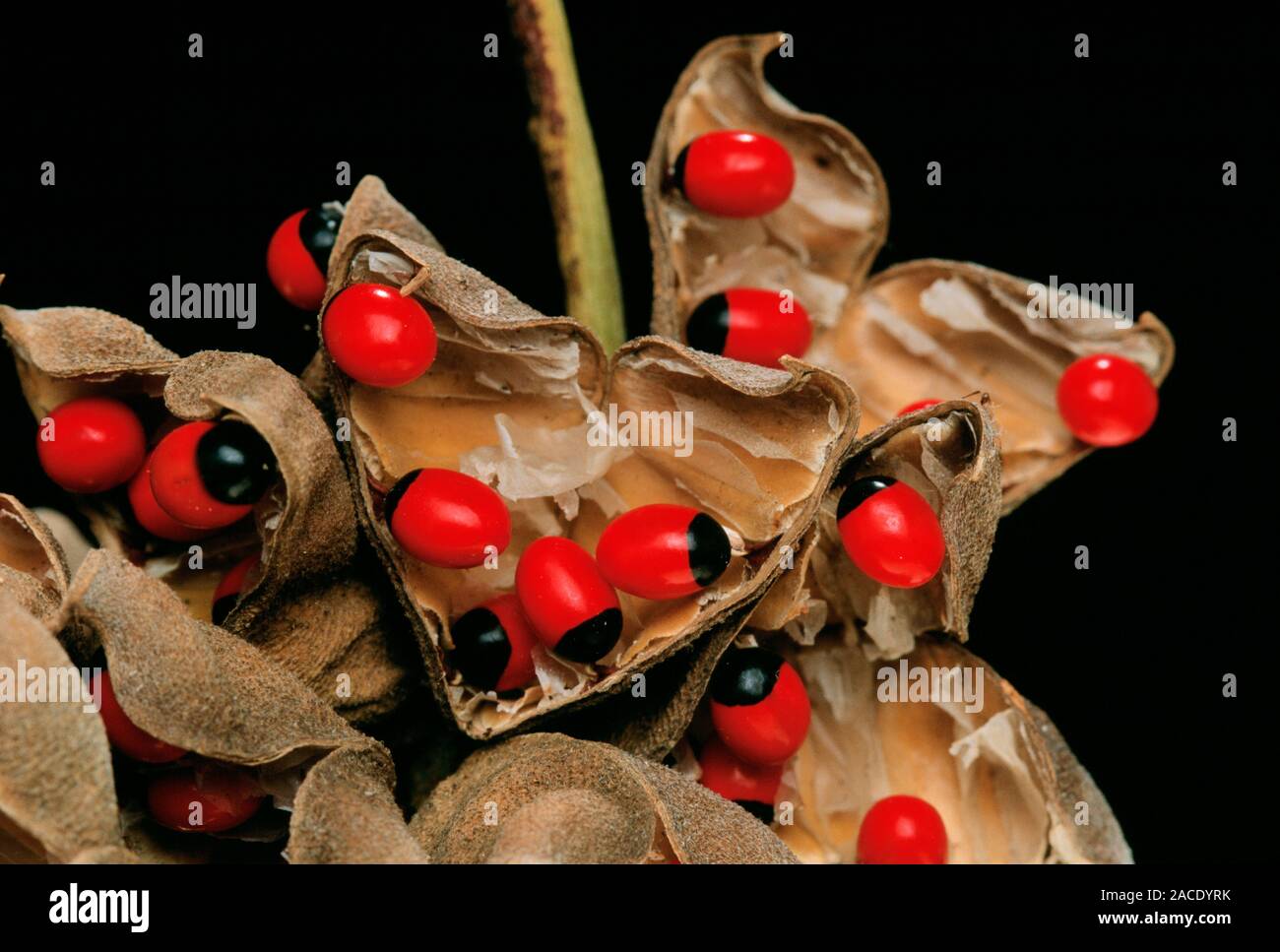 Rosary pea seed pods. Close-up of open seed pods of the rosary pea ...