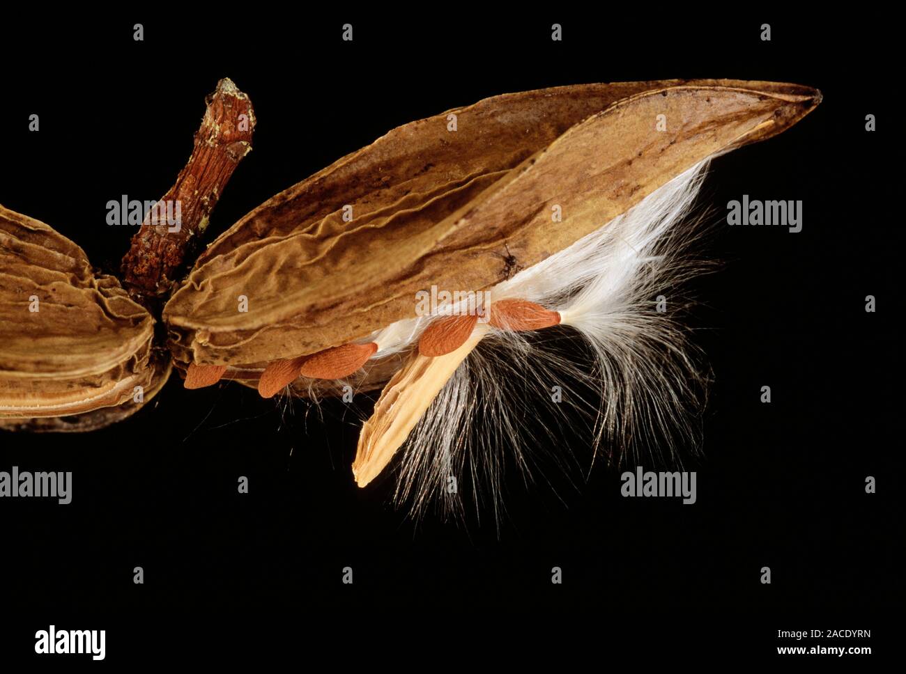 Rubber vine seed pod. Close-up of an open seed pod of the rubber vine ...